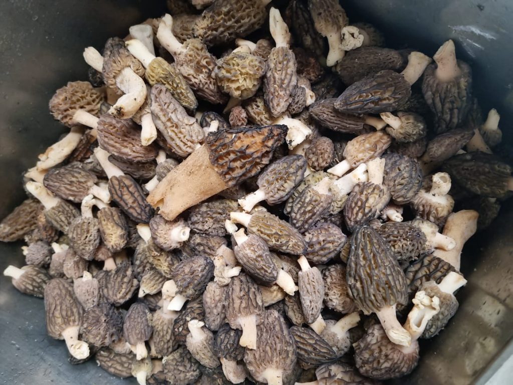 Les múrgola, rabassola o barret de capellà - Borda Xixerella ...